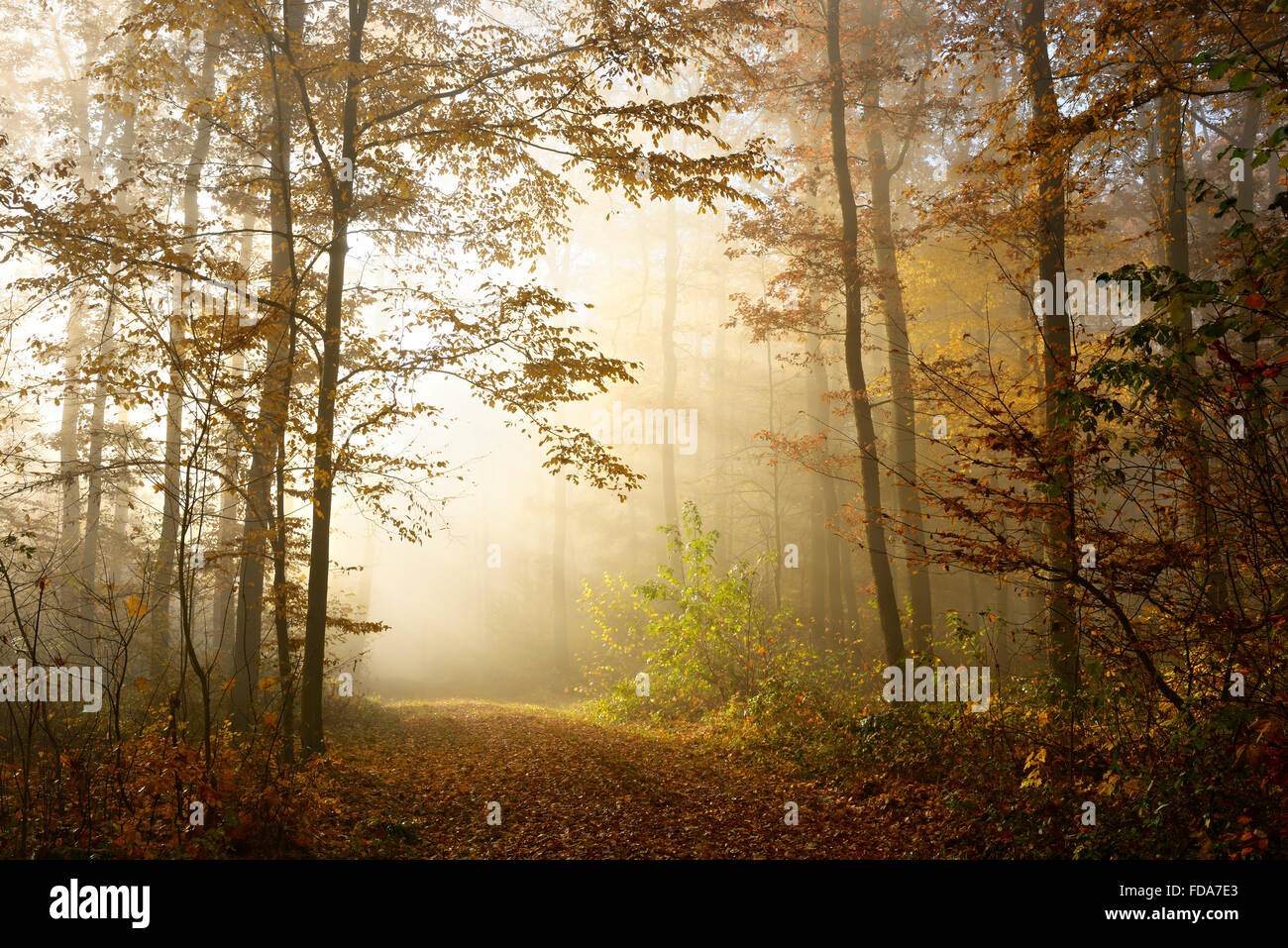 Forêt de feuillus avec brouillard en automne Banque de photographies et ...