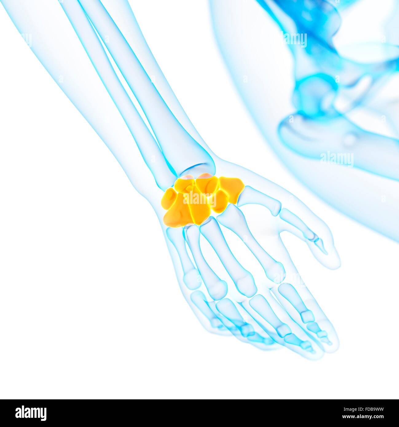 Os du poignet humain Banque de photographies et d’images à haute ...