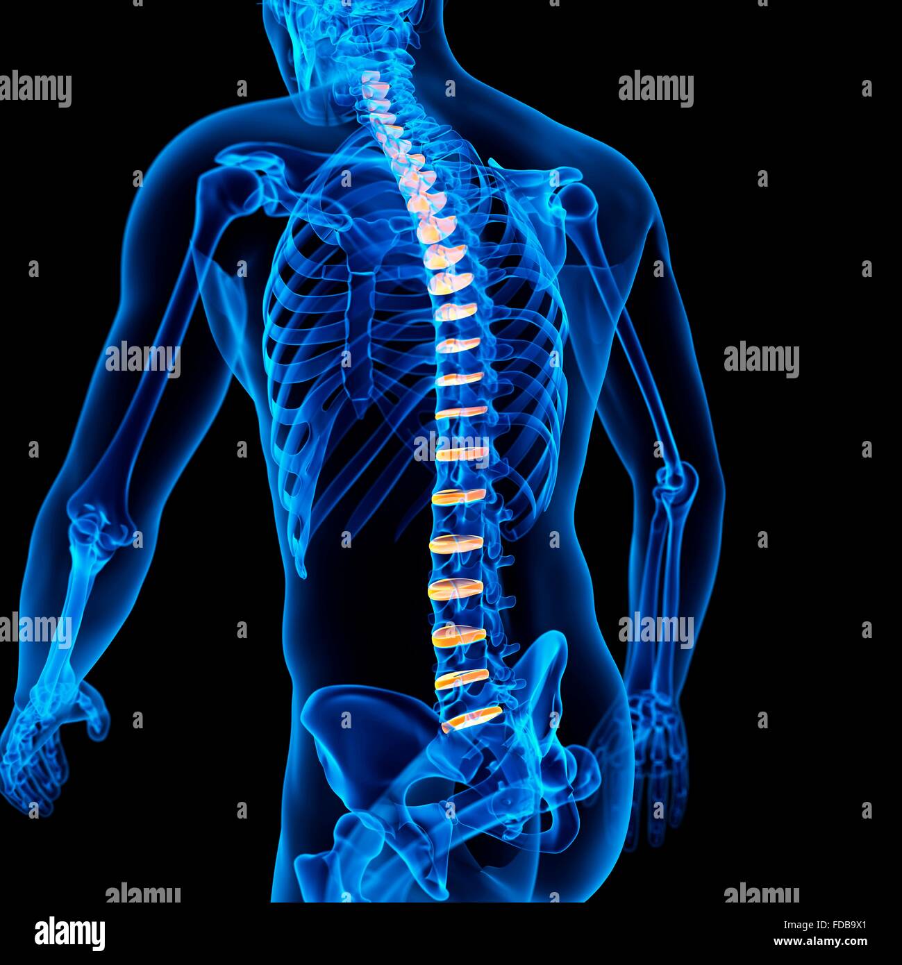 Les disques intervertébraux de la colonne vertébrale, de l'illustration ...