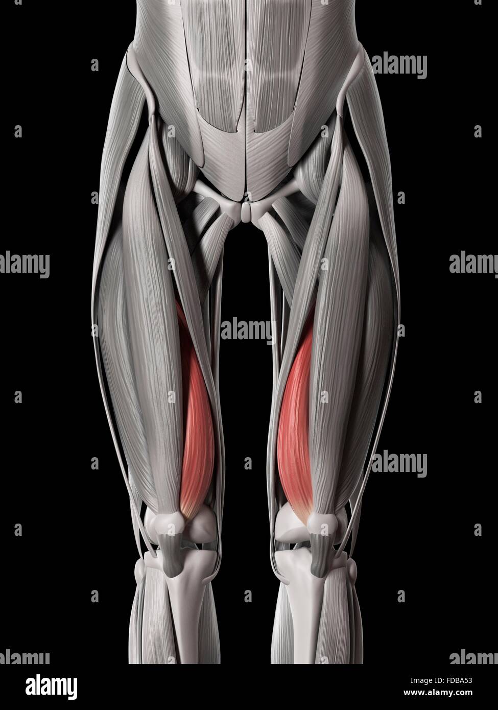 Les muscles des jambes (vaste interne), de l'illustration Photo Stock ...