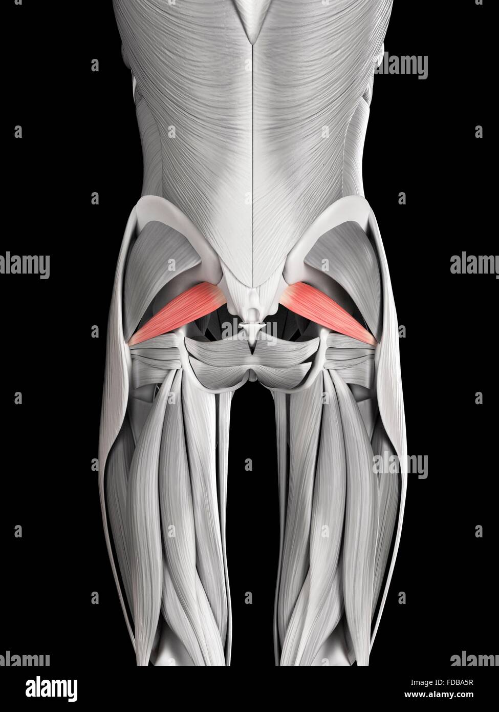 Anatomie Des Fesses Humaines Banque d'image et photos - Alamy