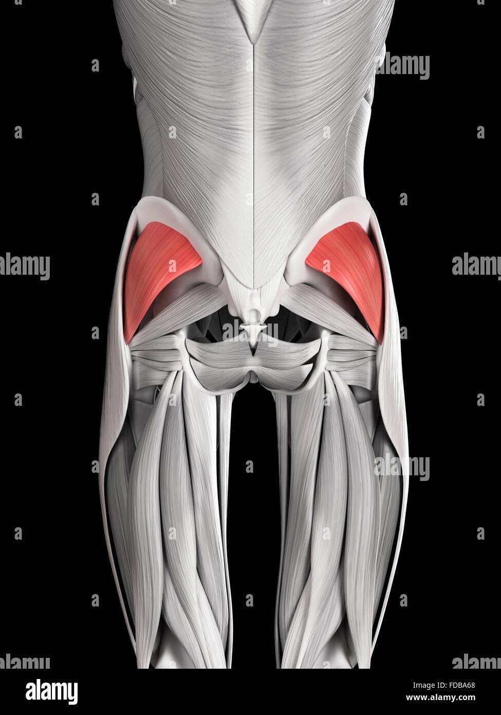 Les muscles du fessier (m. gluteus minimus), illustration Photo Stock ...