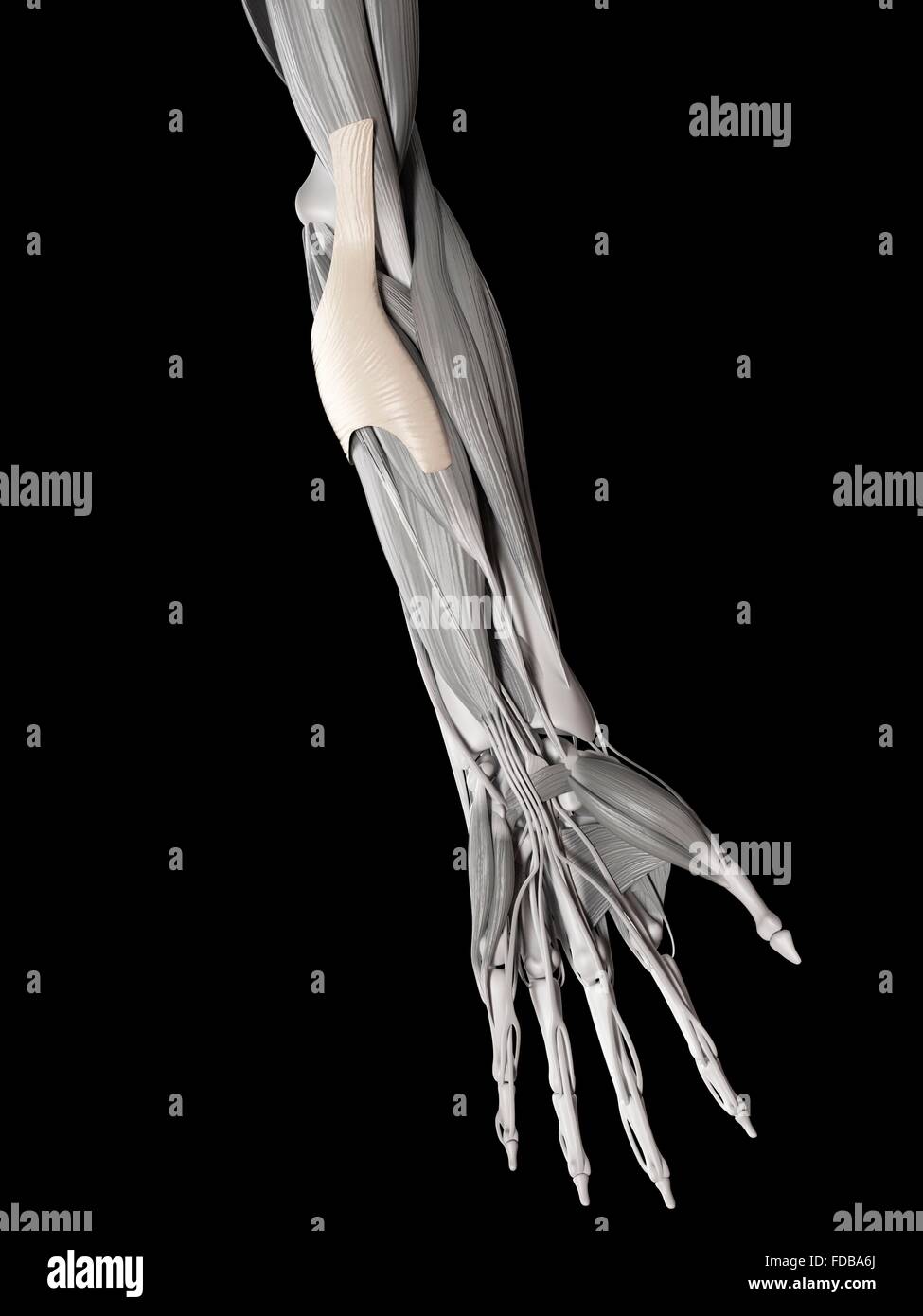 Tendons humains du coude Banque de photographies et d’images à haute ...