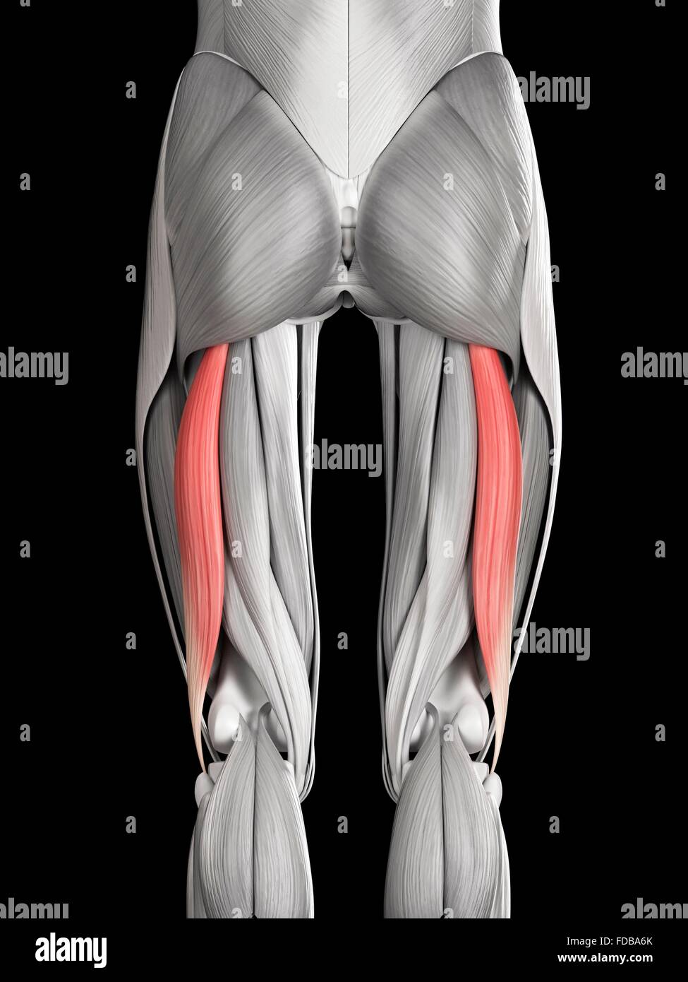 Les muscles des jambes (biceps femoris longue tête), de l'illustration ...