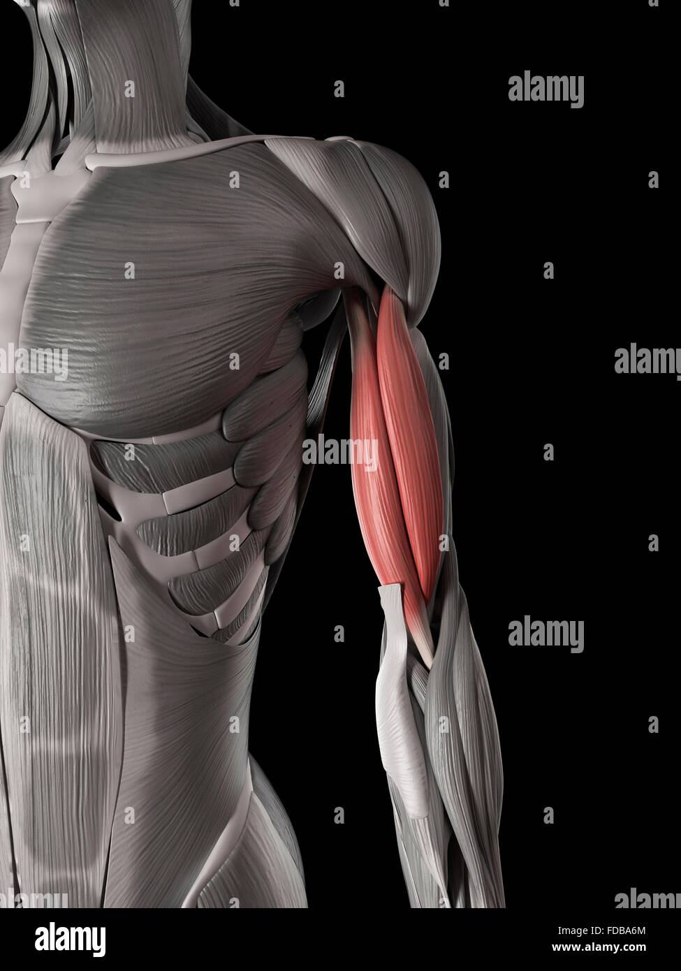 Les muscles des bras (biceps brachii), illustration Photo Stock - Alamy