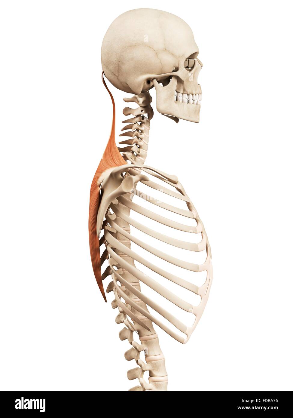 Anatomie des muscles du dos Banque de photographies et d’images à haute ...