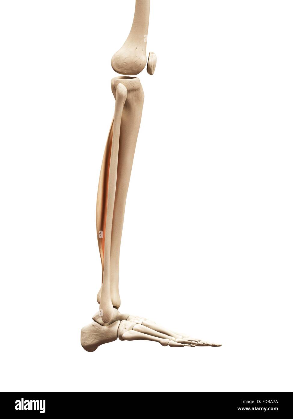 Posterior view of leg muscles Banque de photographies et d’images à ...