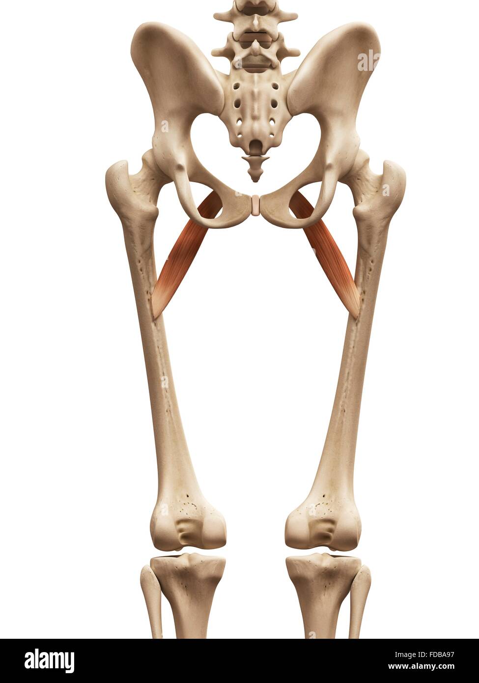 Pectineus muscles Banque de photographies et d’images à haute ...