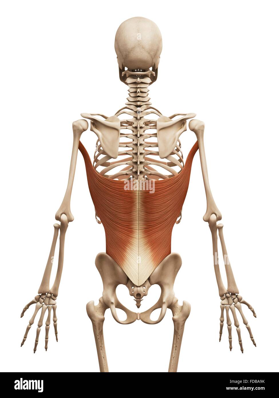 Les muscles du dos (grand dorsal), illustration Photo Stock - Alamy