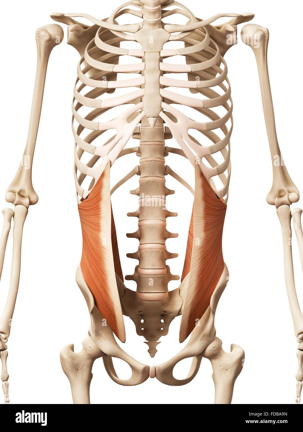 Oblicuo externo abdominal fotografías e imágenes de alta resolución Alamy