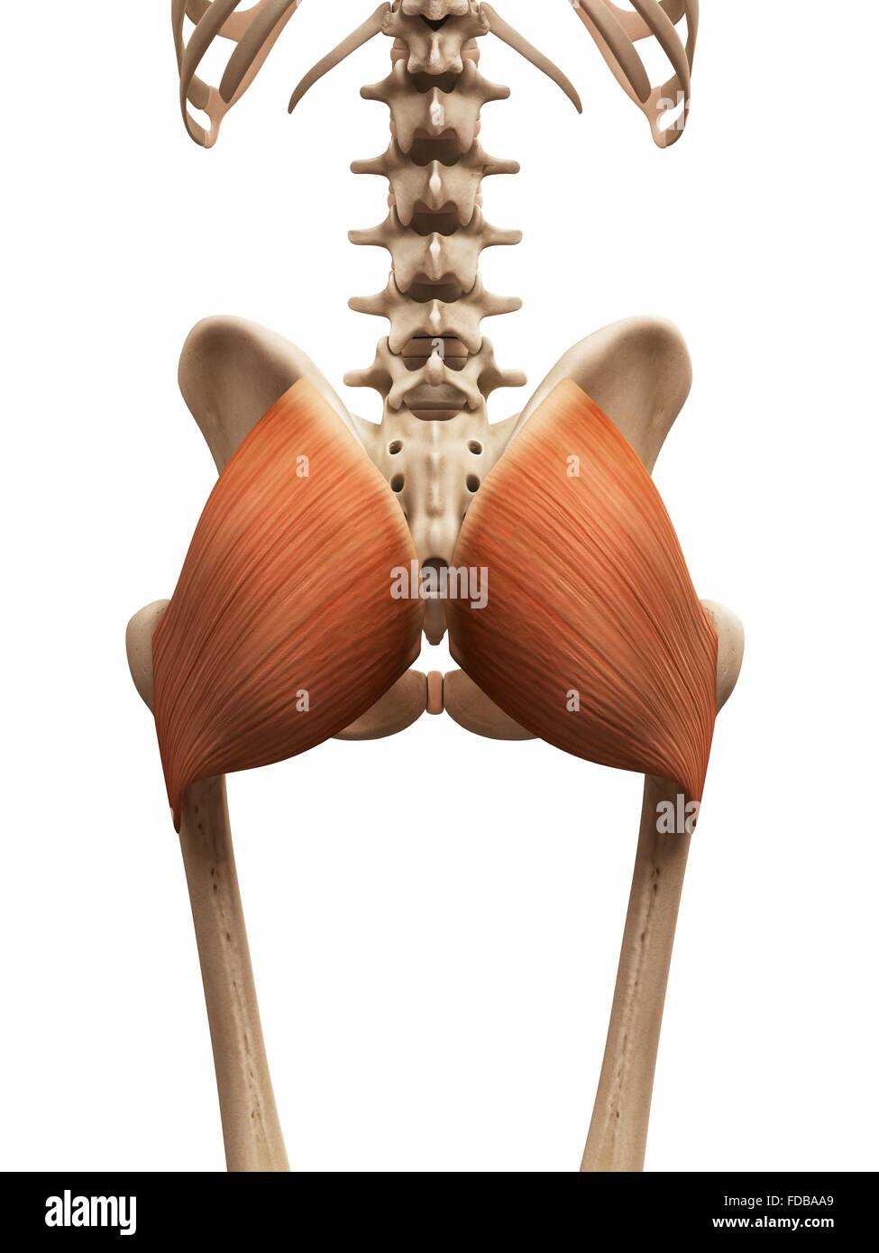 Les muscles du fessier (m. gluteus maximus), illustration Photo Stock ...
