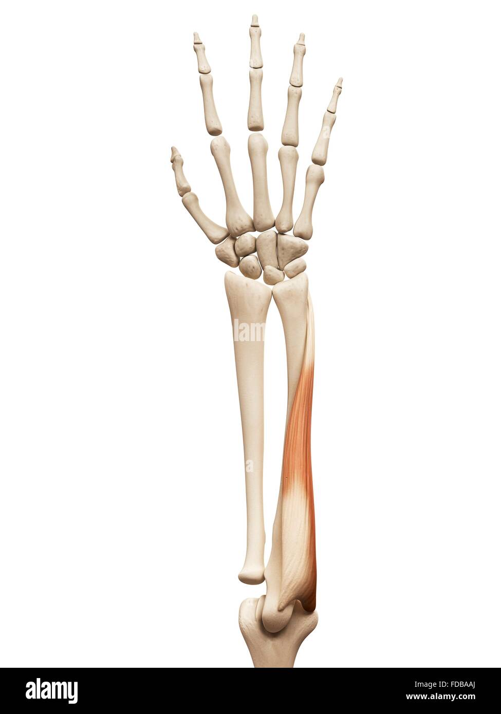 Flexor carpi ulnaris muscle Banque de photographies et d’images à haute ...