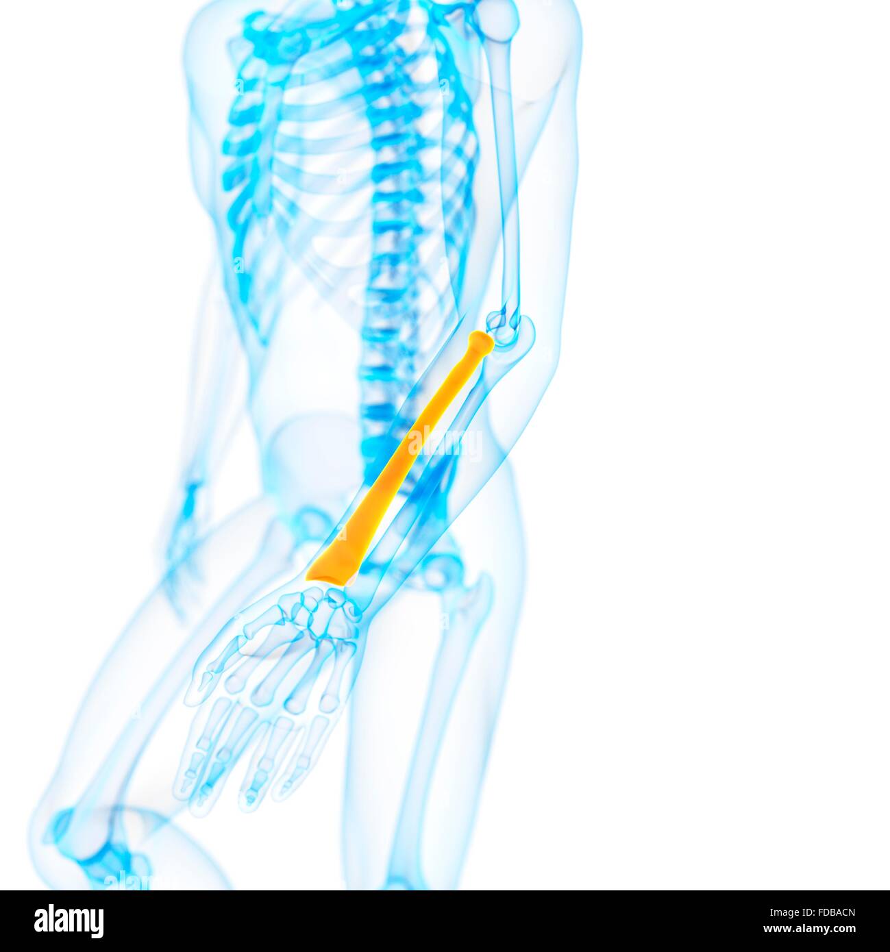 Anatomie du radius Banque de photographies et d’images à haute ...