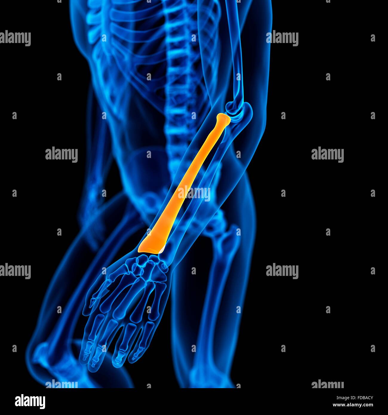 Anatomie du radius Banque de photographies et d’images à haute ...
