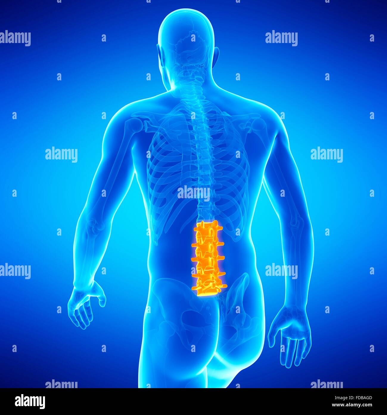 Anatomie de la colonne lombaire Banque de photographies et d’images à ...