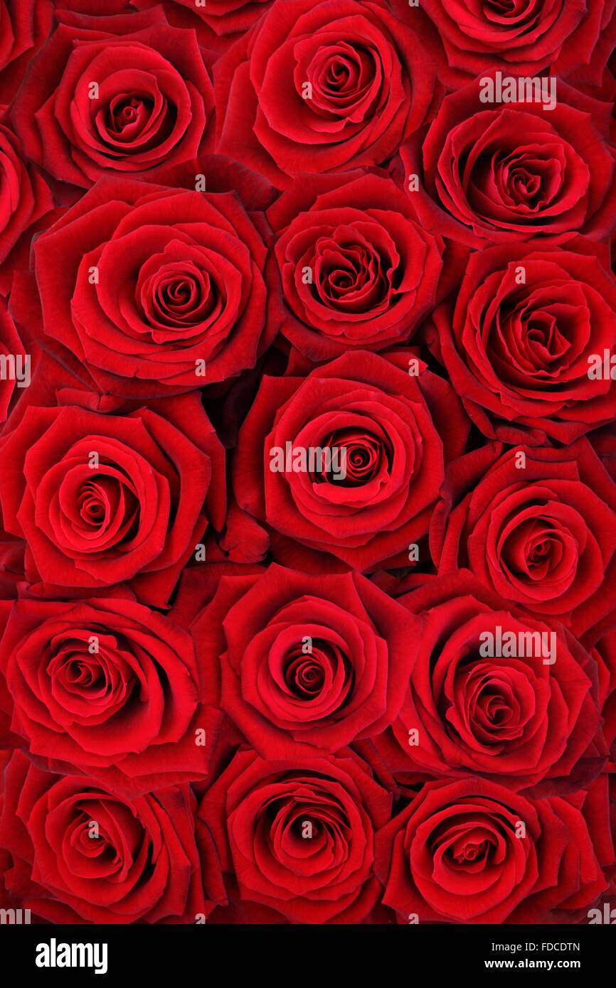 Papier peint fleur rouge Banque de photographies et d’images à haute ...