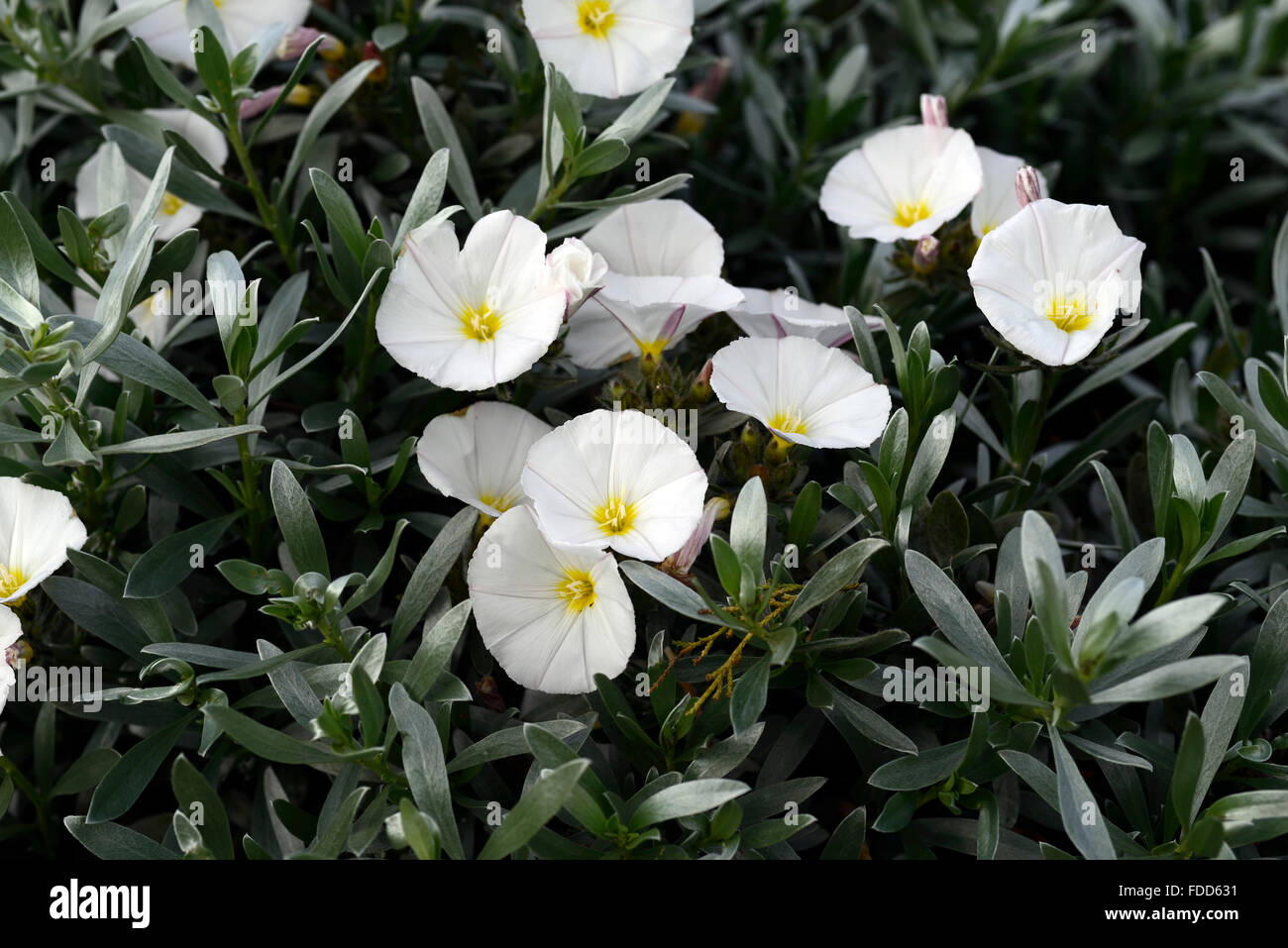 Convolvulus cneorum liseron des champs d'ornement fleur fleurs blanc ...
