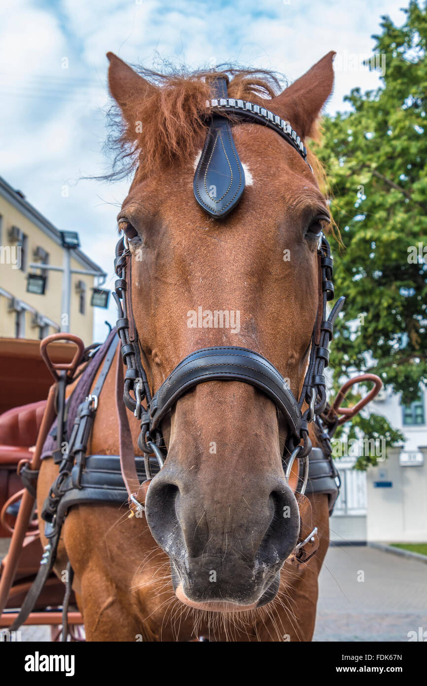 Langue du wagon Banque de photographies et d’images à haute résolution ...