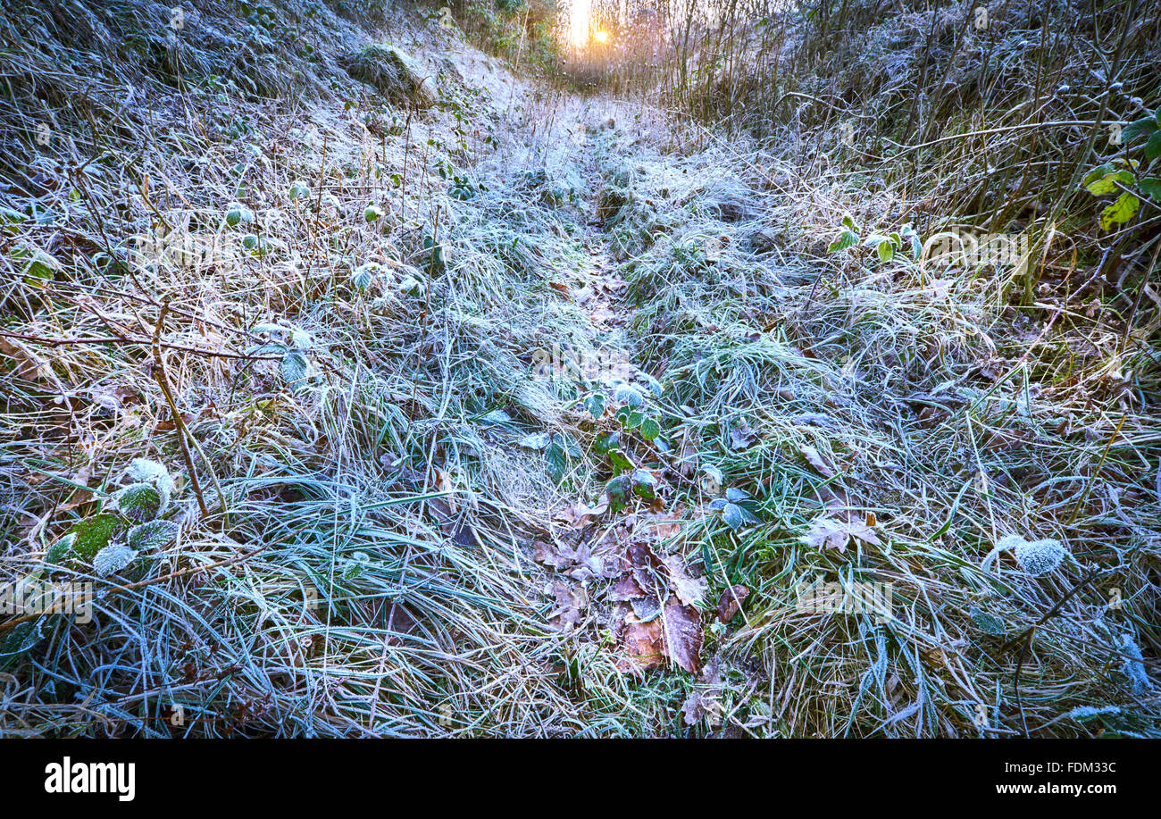 Chemin en hiver Banque de photographies et d’images à haute résolution ...