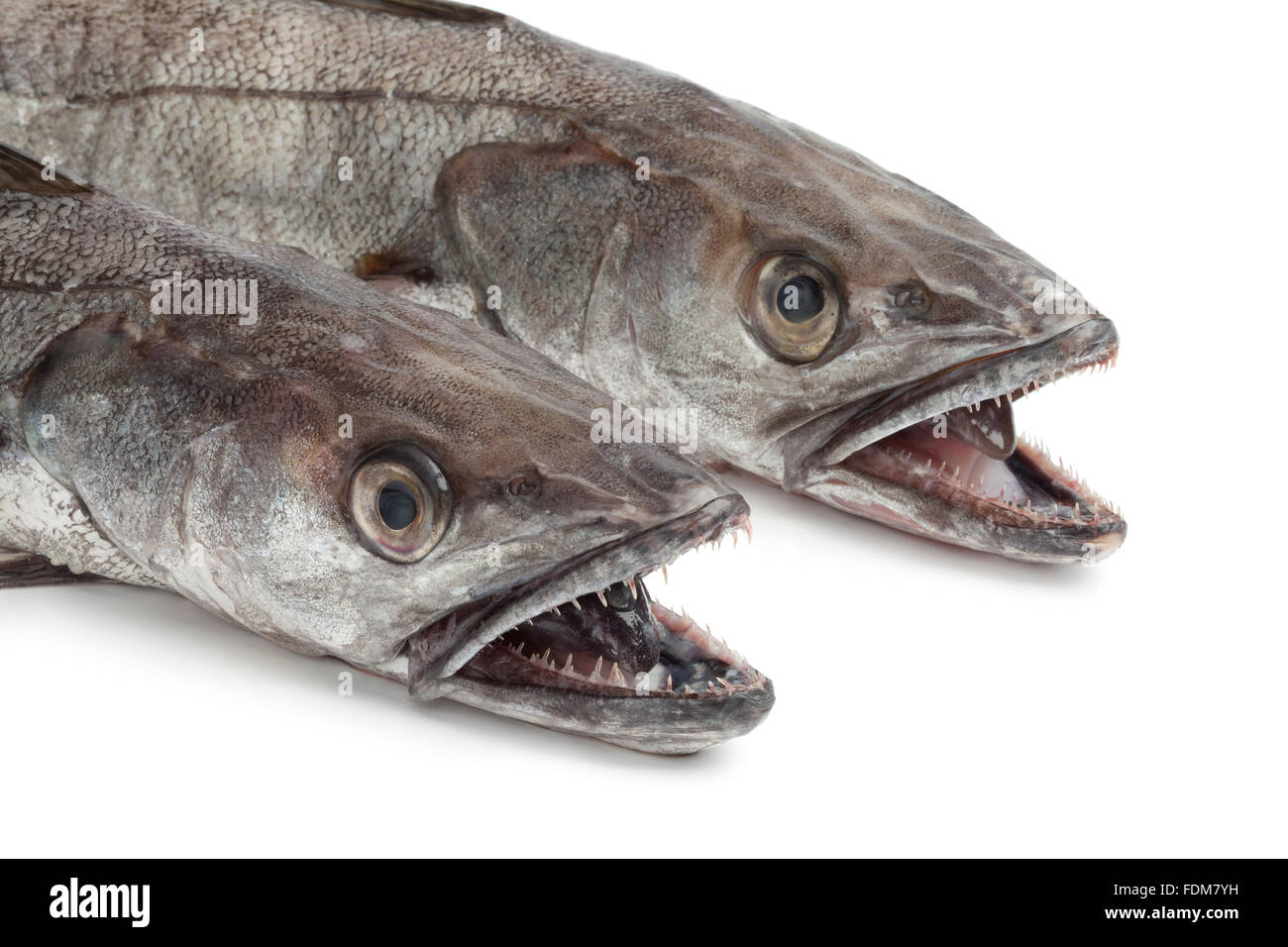 Deux têtes de poissons de merlu sur fond blanc Photo Stock - Alamy