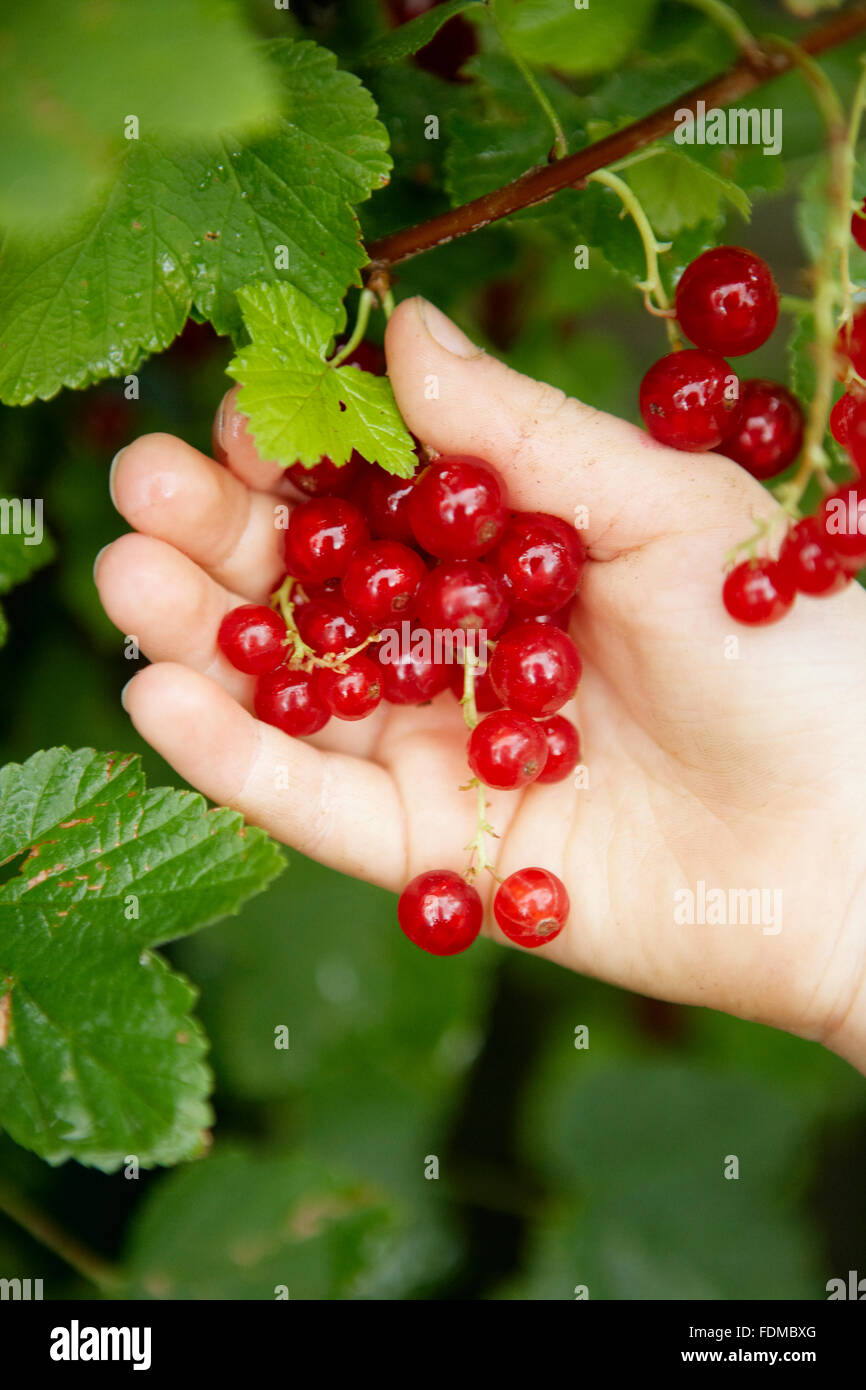 Ribes rubrum groseille Banque de photographies et d’images à haute ...