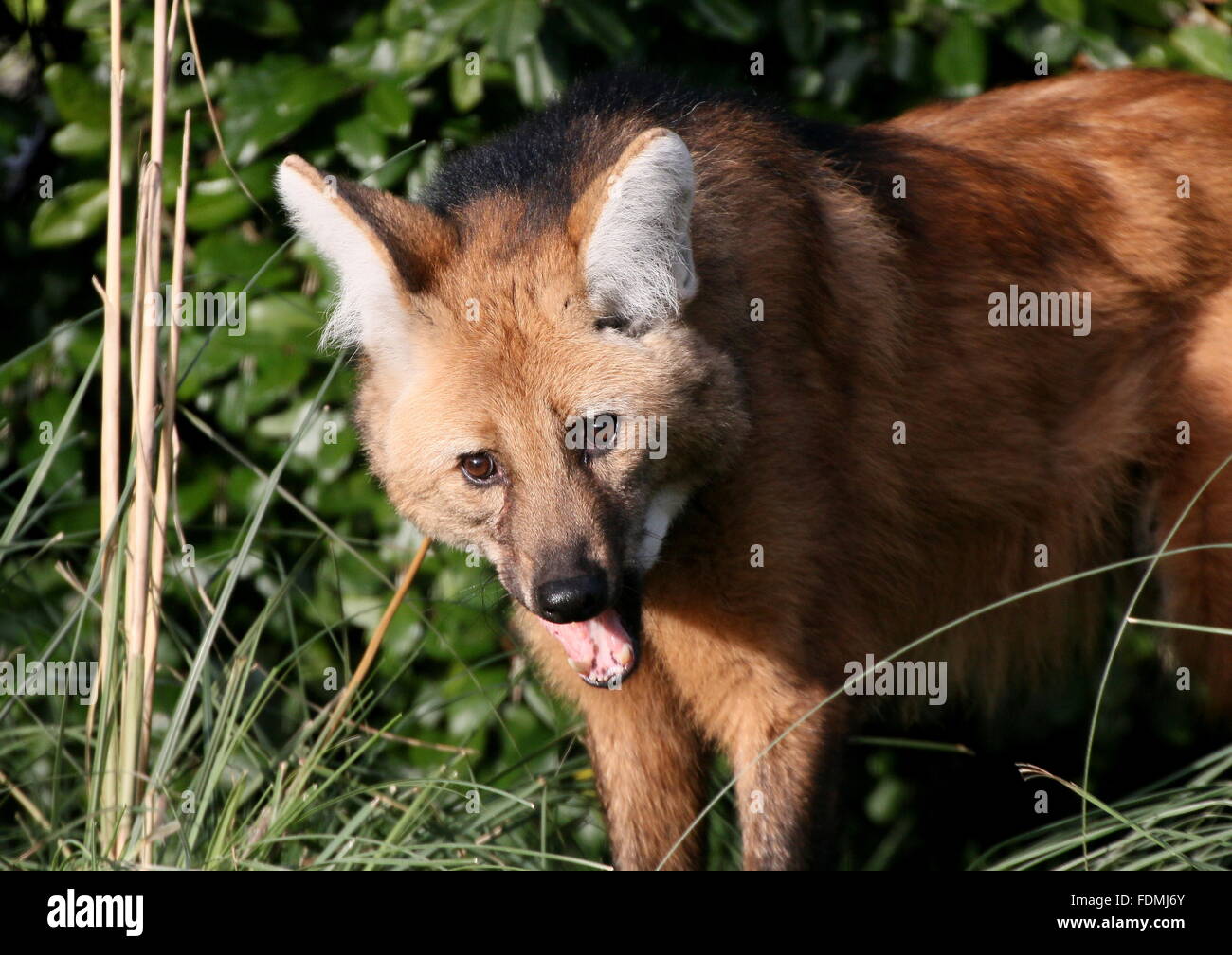 Loup a criniere Banque de photographies et d’images à haute résolution ...