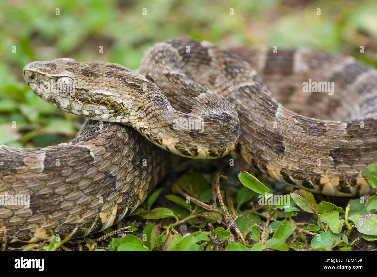 Bothrops jararaca brazil jararaca Banque de photographies et d’images à ...