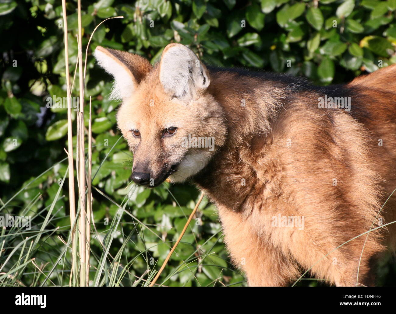 Loup a criniere Banque de photographies et d’images à haute résolution ...