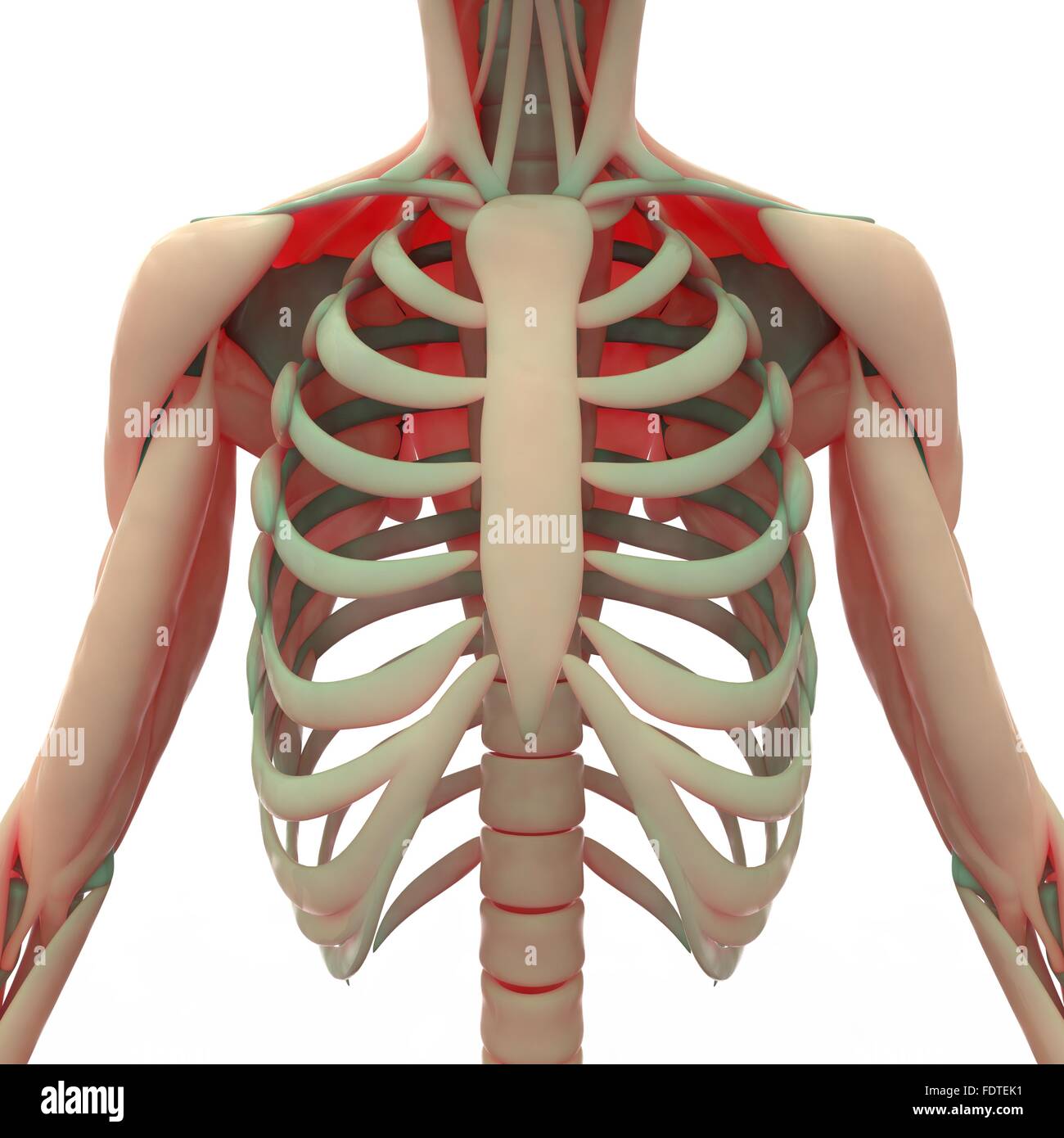 Anatomie des muscles du corps humain Photo Stock - Alamy