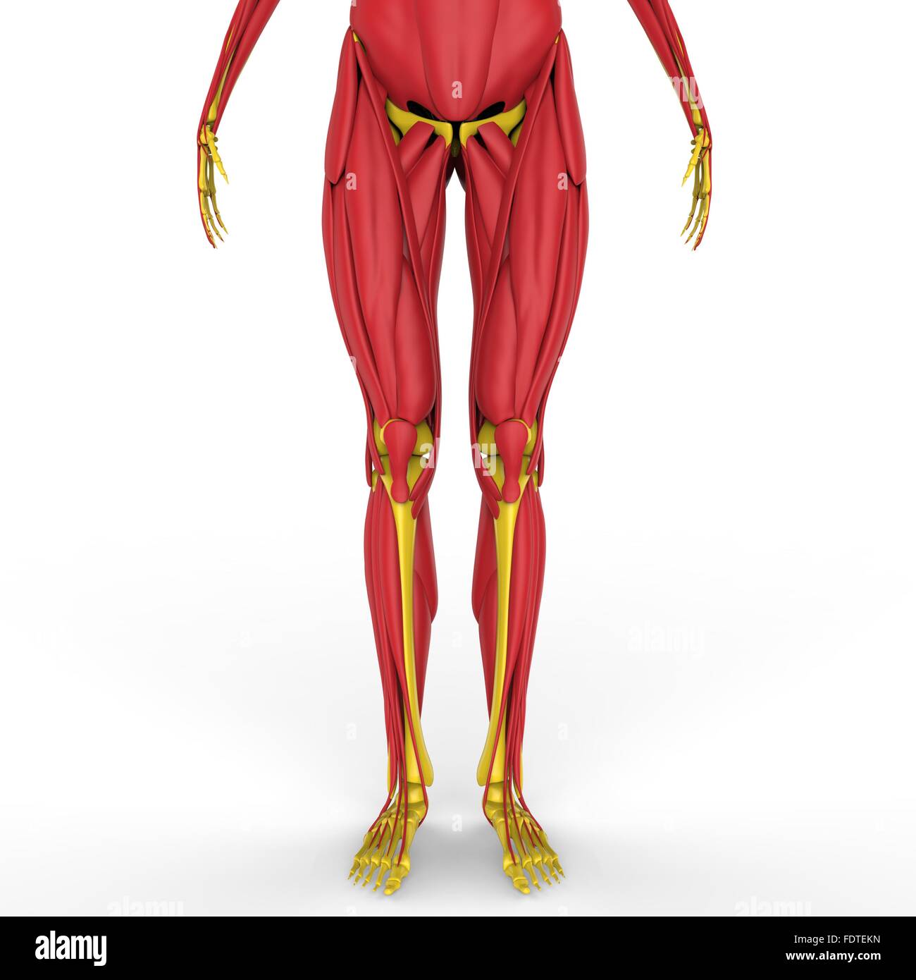 Anatomie des muscles du corps humain Photo Stock - Alamy