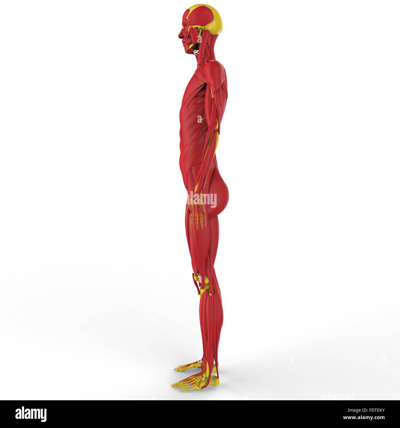 Anatomie des muscles du corps humain Photo Stock - Alamy
