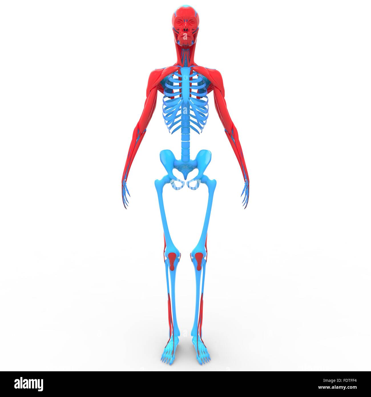 Squelette humain Anatomie du système Photo Stock - Alamy