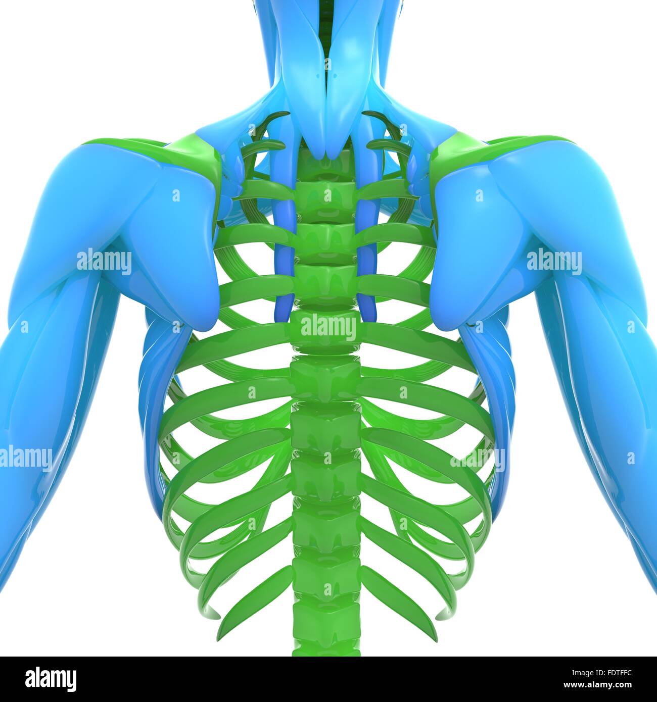 Squelette humain Anatomie du système Photo Stock - Alamy