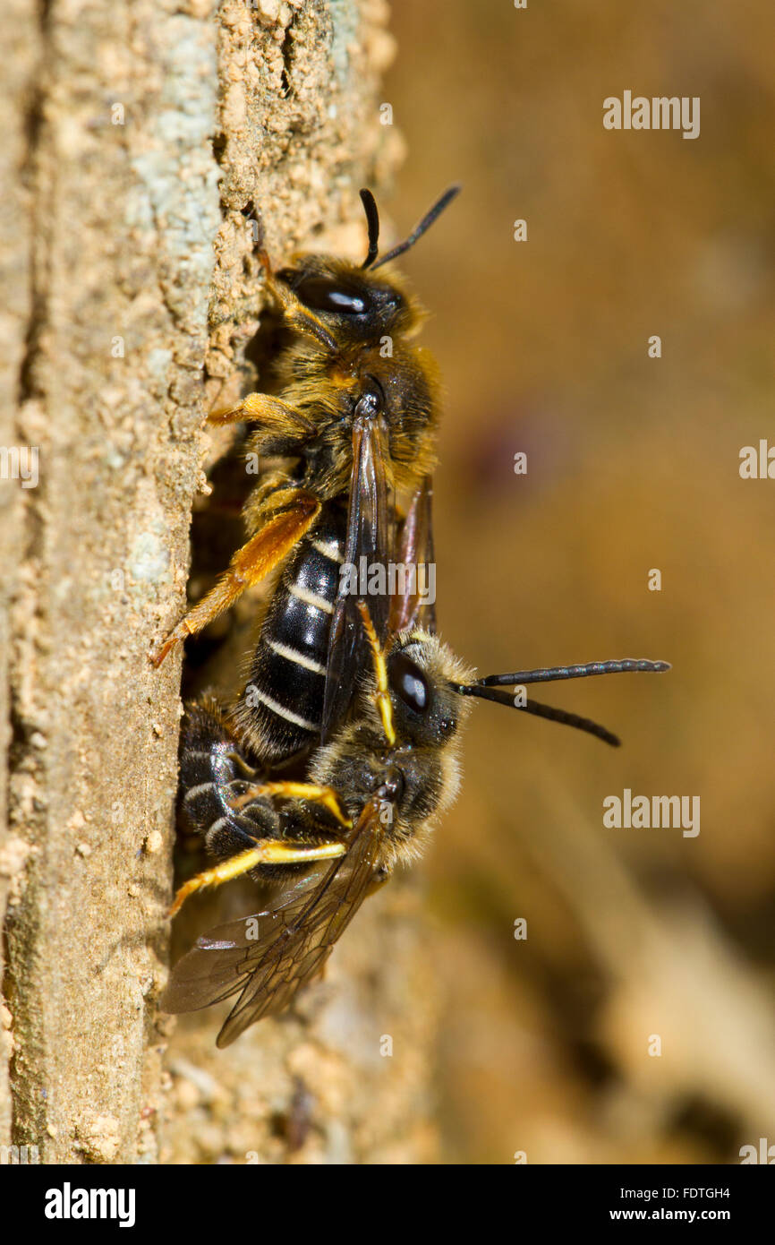 Accouplement des abeilles Banque de photographies et d’images à haute ...