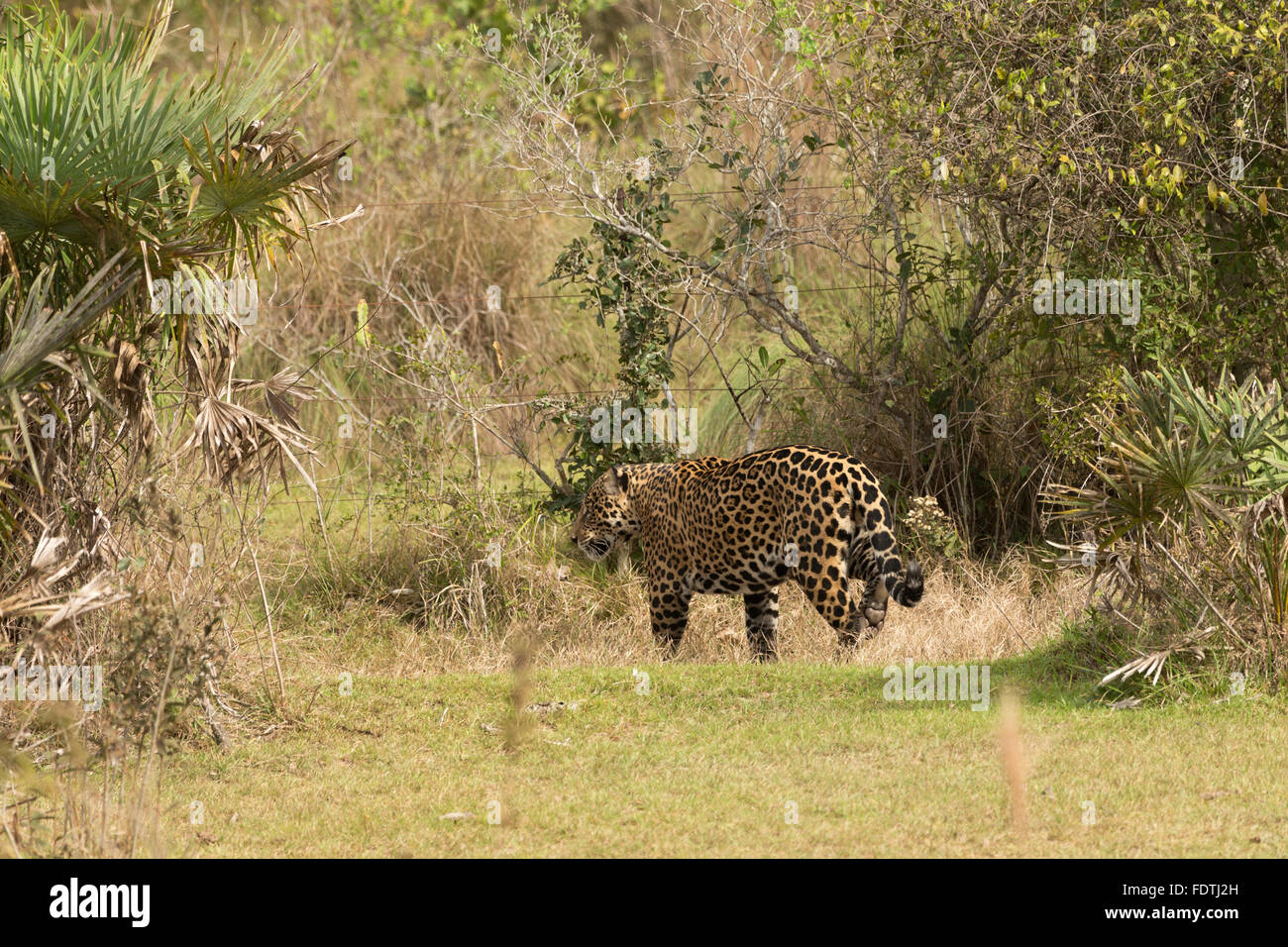 Animal des zones humides Banque de photographies et d’images à haute ...