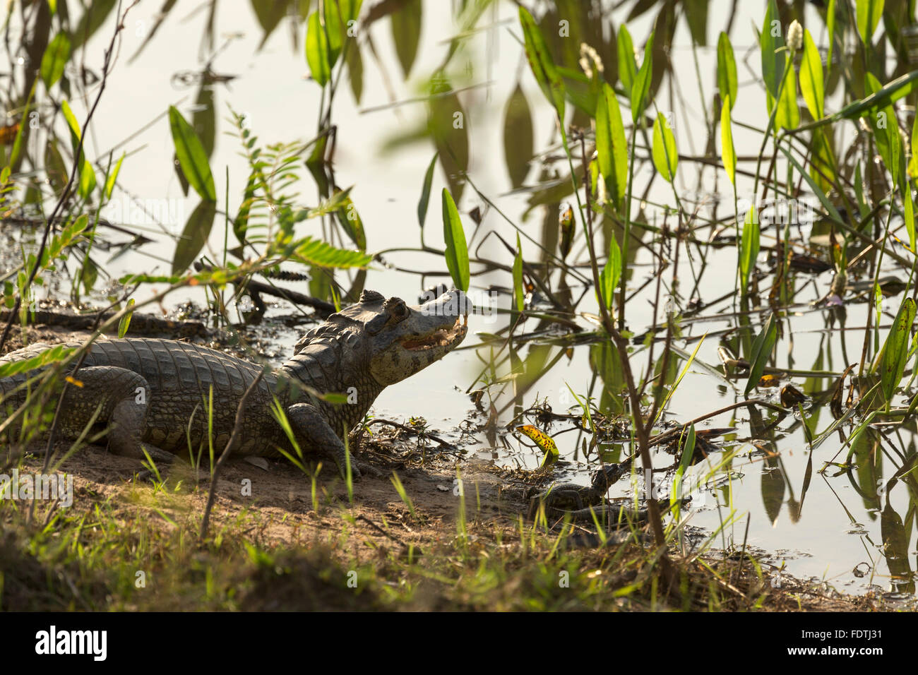 Animal des zones humides Banque de photographies et d’images à haute ...