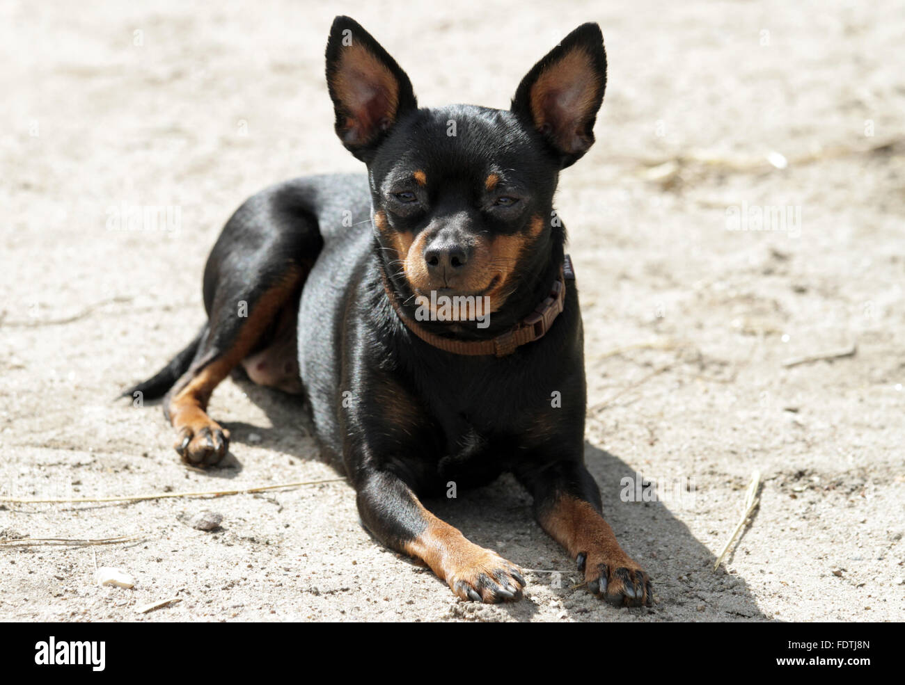 Ratier de prague Banque de photographies et d’images à haute résolution ...