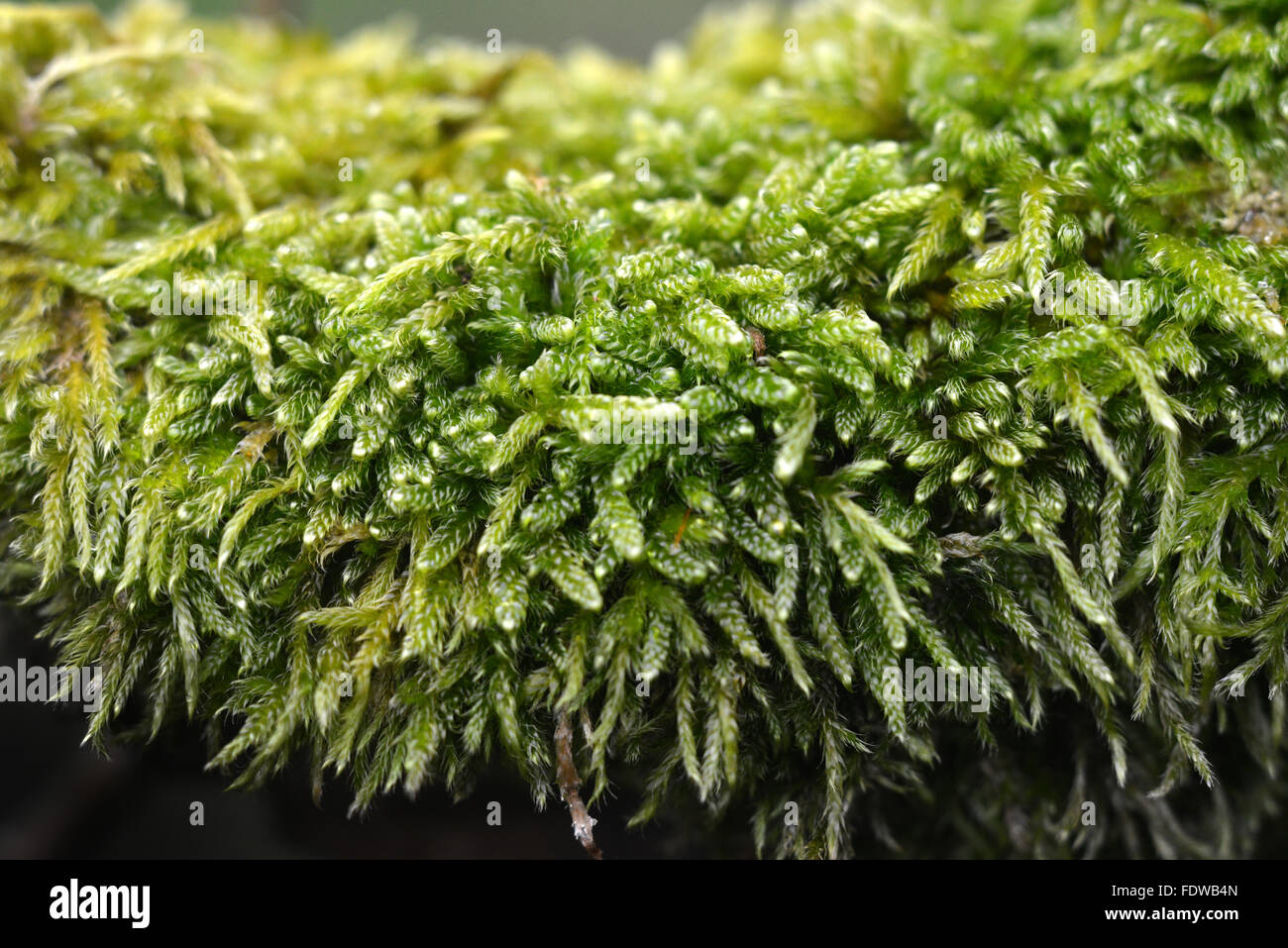 La tourbe de sphaigne (mousse) close up sur branche morte Photo Stock ...