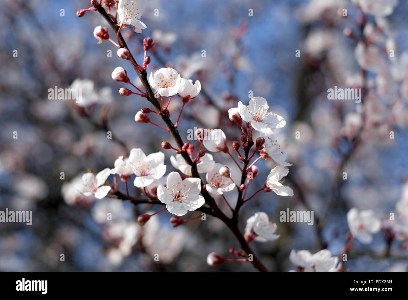 Janvier fleurs sauvages Banque de photographies et d’images à haute ...