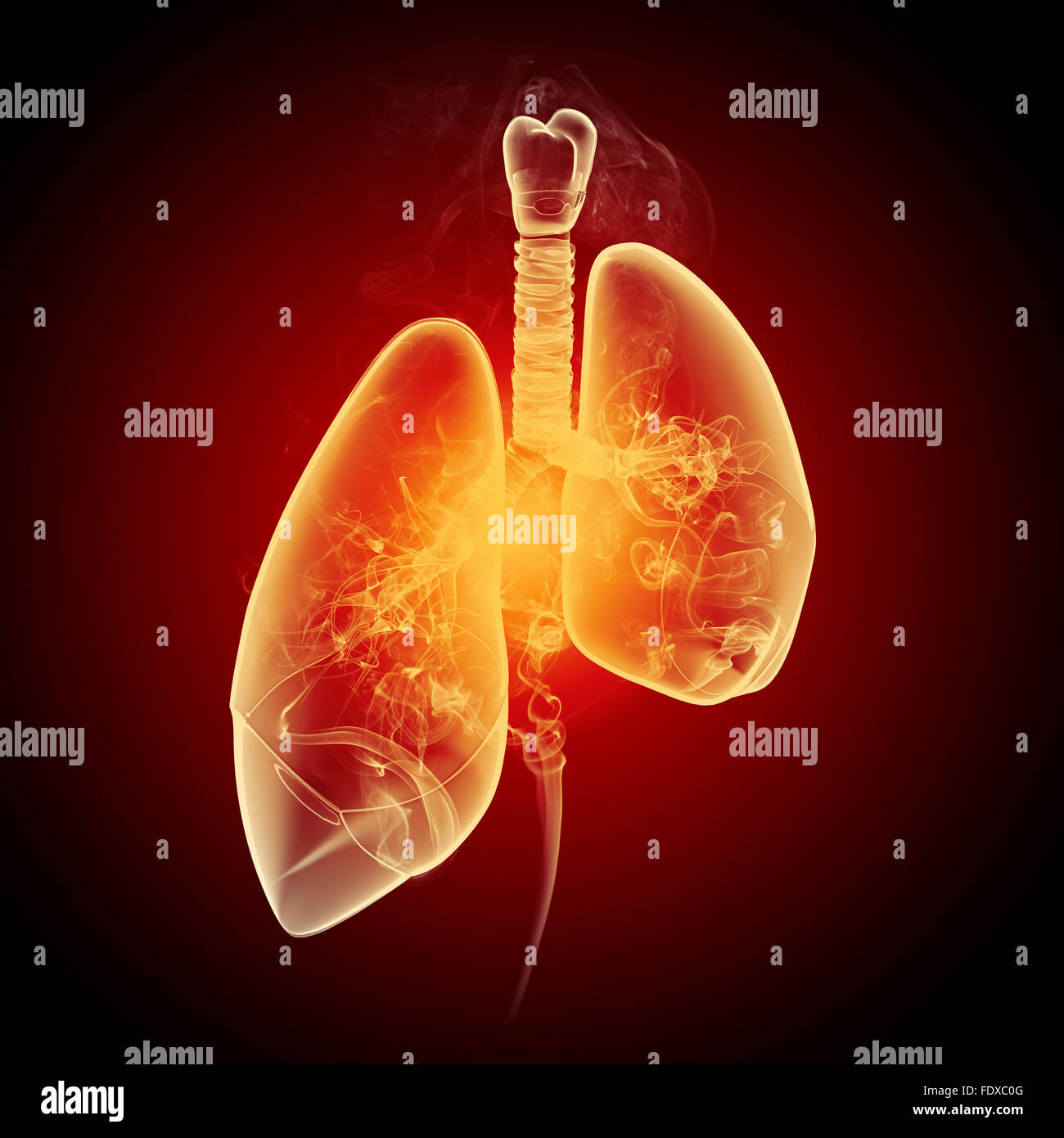 Illustration schématique de poumons humains avec les différents ...