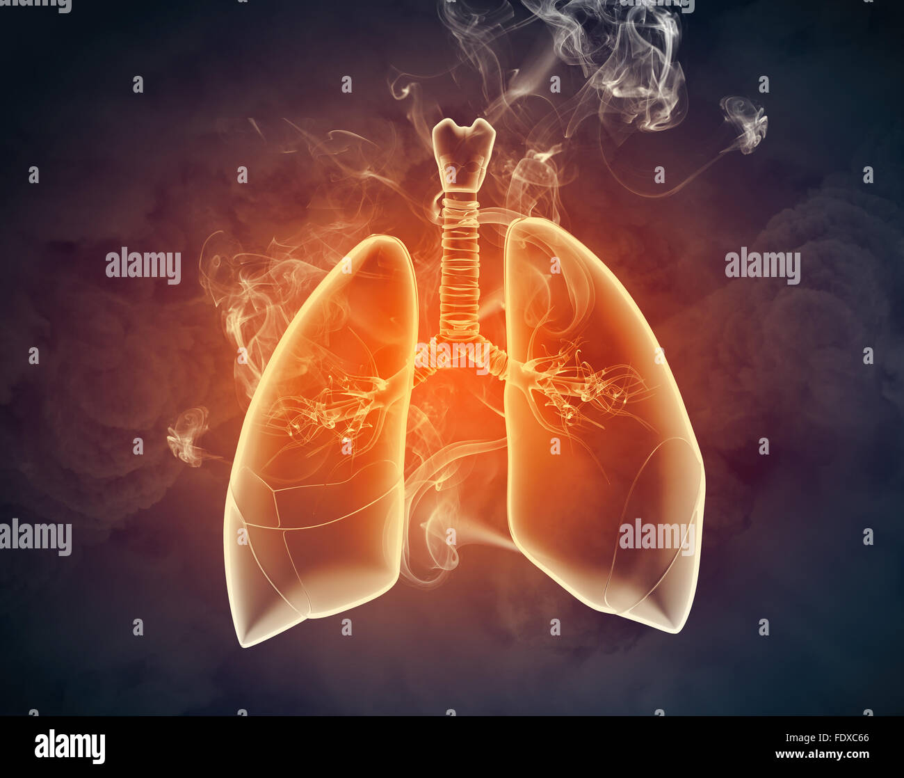 Illustration schématique de poumons humains avec les différents ...