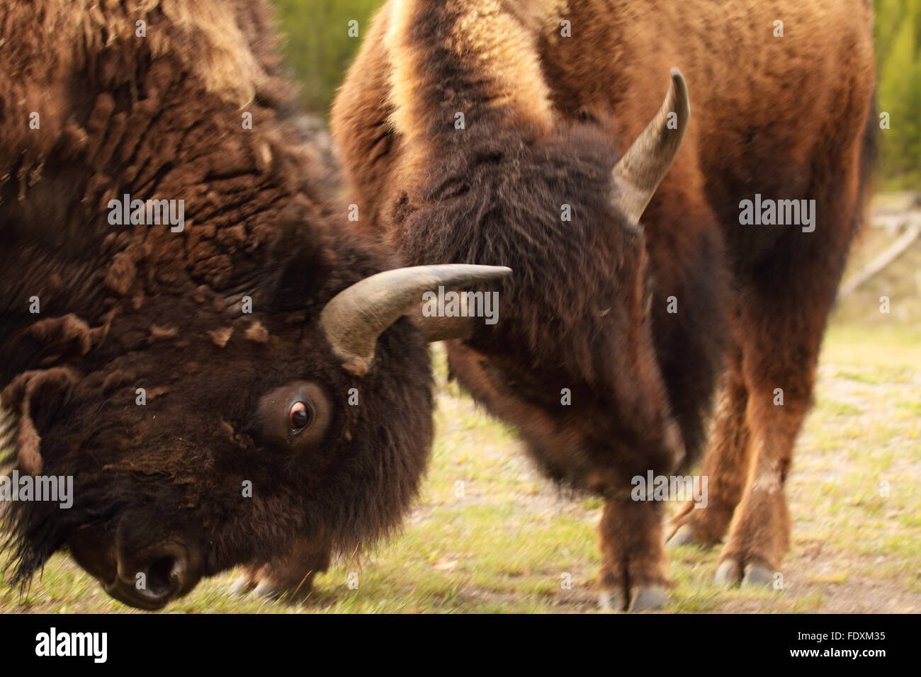 Une paire de bison d'Amérique dans une bataille de cornes Photo Stock ...