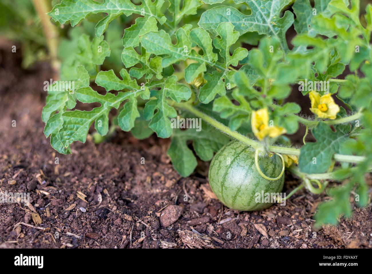 La pastèque bio pour bébé en croissance home garden bed Photo Stock - Alamy
