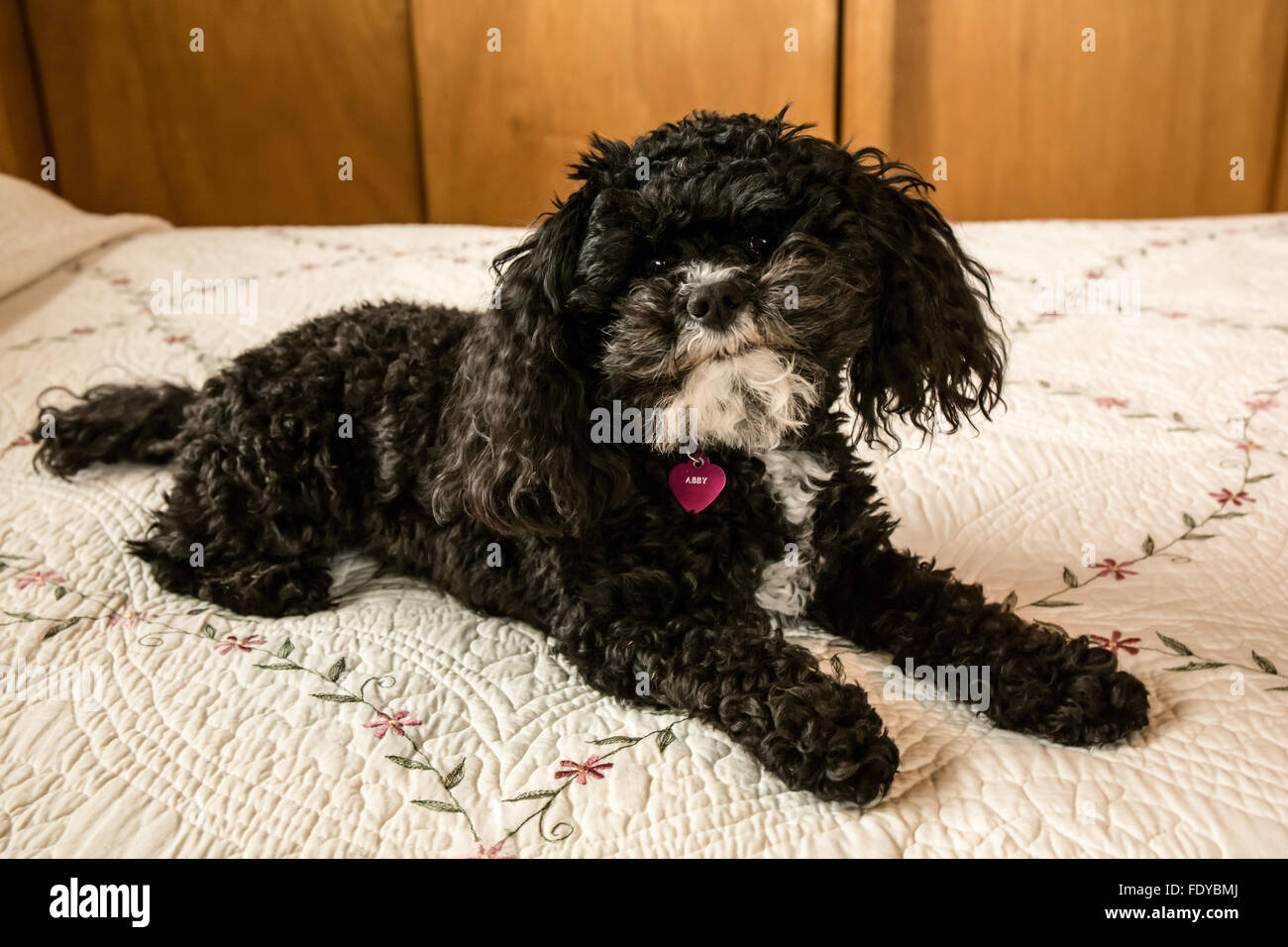 French toy poodle Banque de photographies et d’images à haute ...