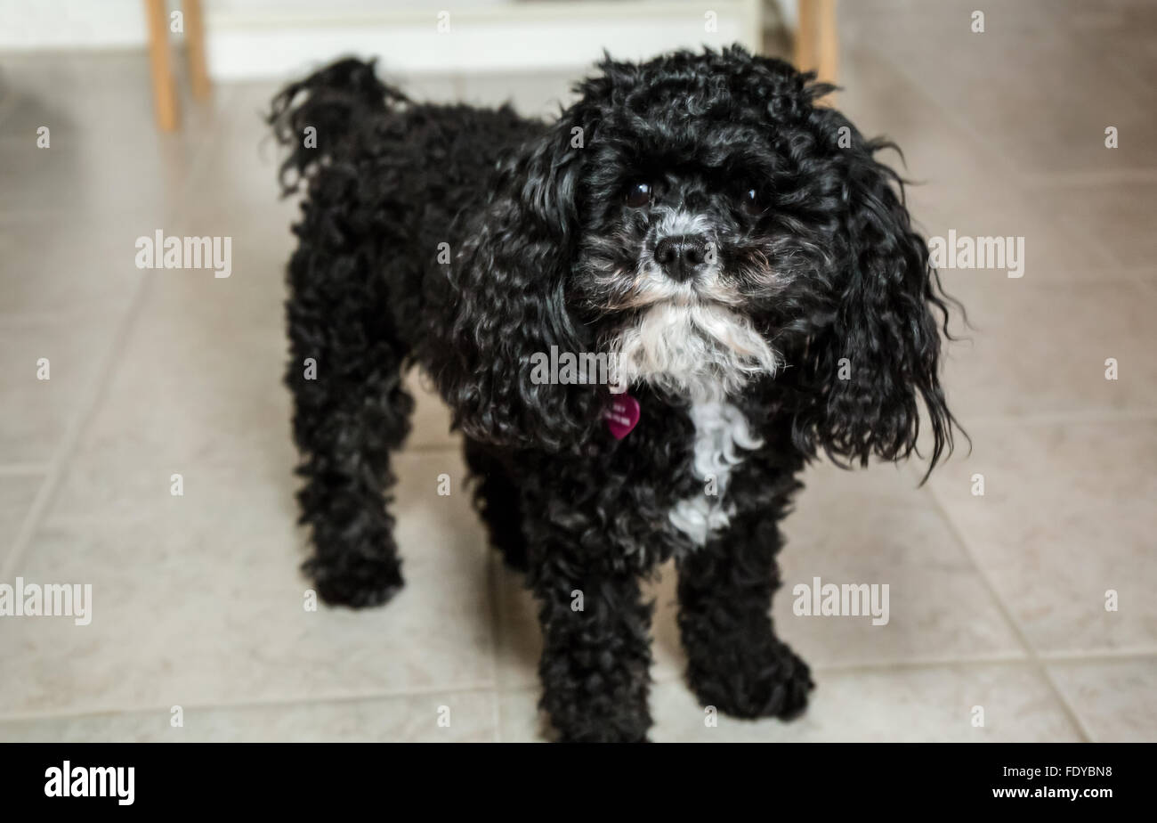 French toy poodle Banque de photographies et d’images à haute ...