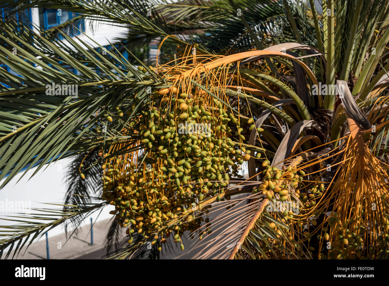 Arbre De Dattes Avec Des Fruits Banque d'image et photos - Alamy