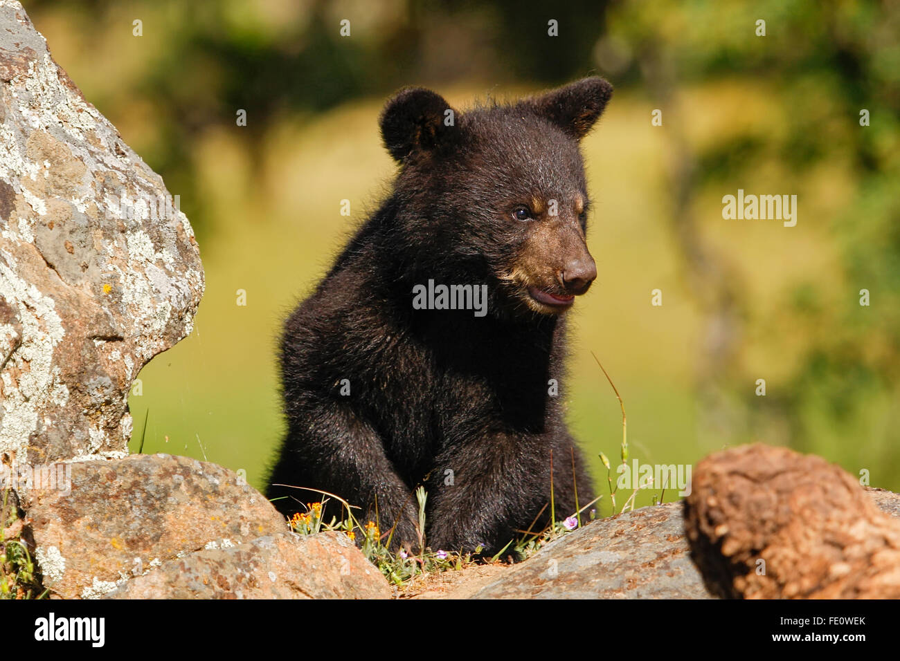 Ursus americanus ludique petit Banque de photographies et d’images à ...