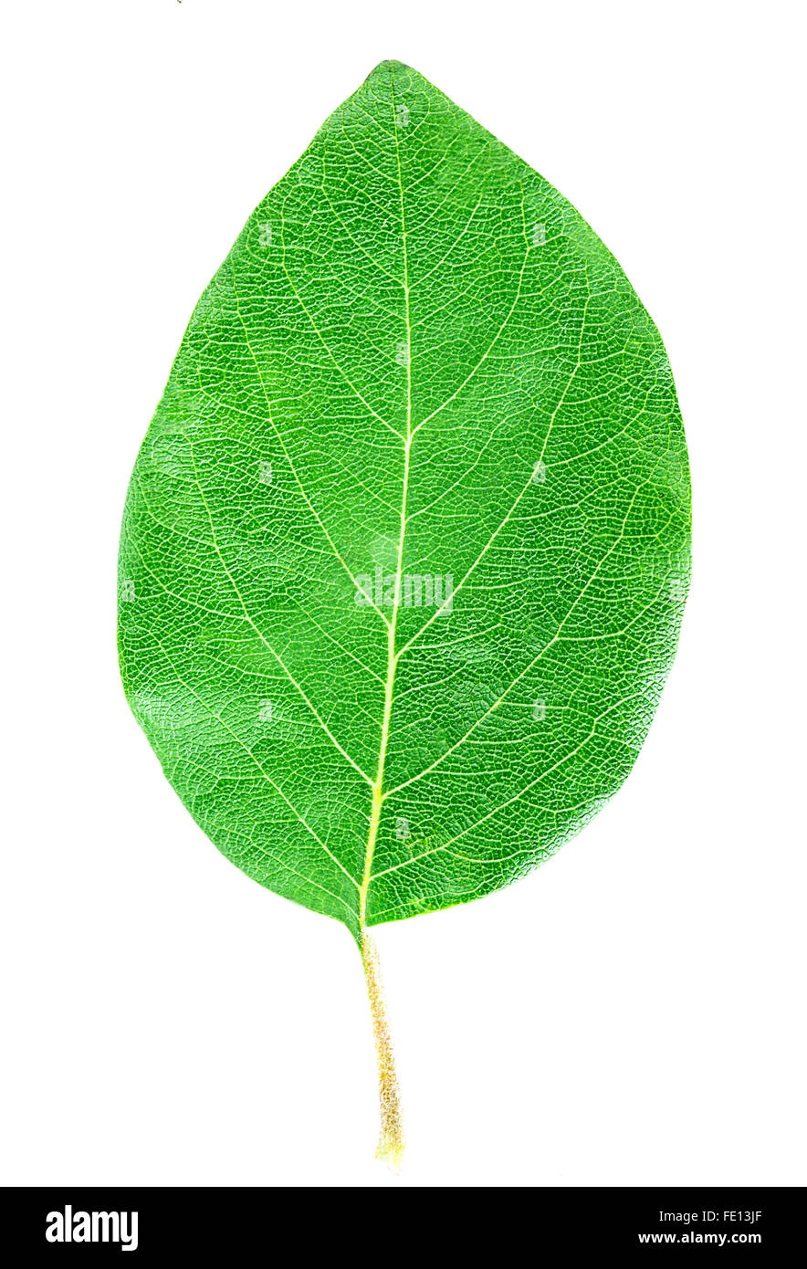 Feuille de coing Banque d'images détourées - Alamy