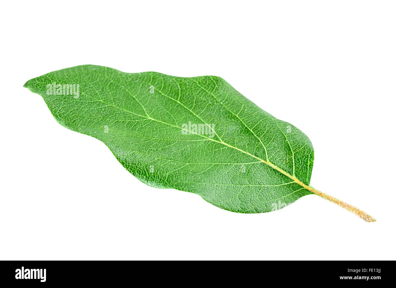 Feuille de coing Banque d'images détourées - Alamy