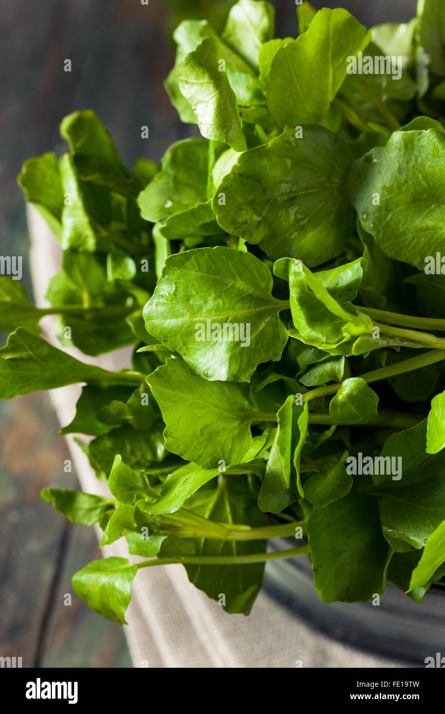 Watercress water cress bunch Banque d'image et photos - Alamy